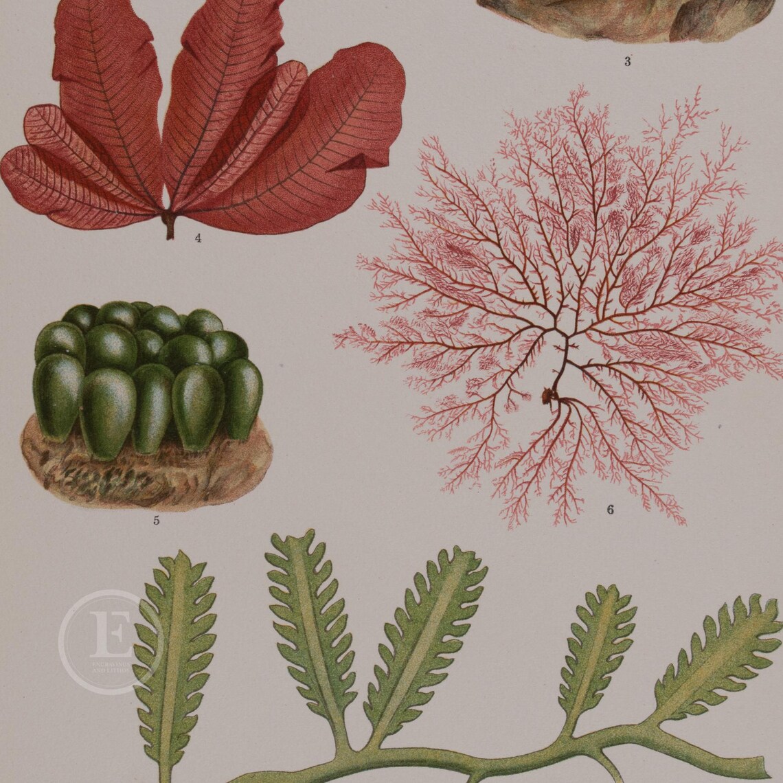 1916 FORMS of ALGAE - Original Chromolithography From a German ...