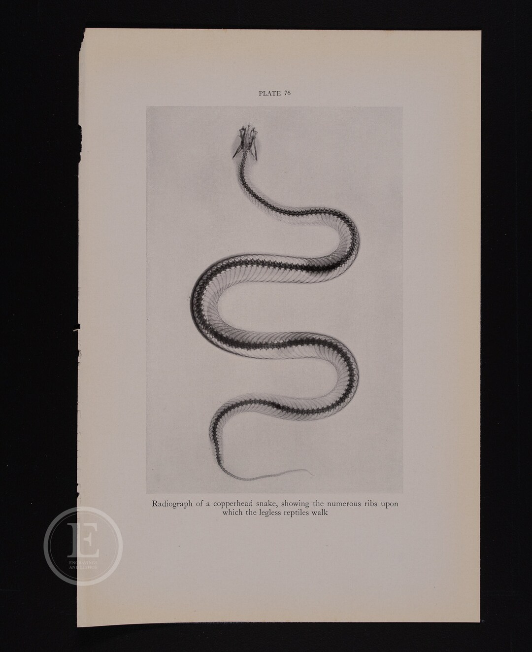 Radiograph of a Copperhead Snake, Showing the Numerous Ribs Upon Which ...