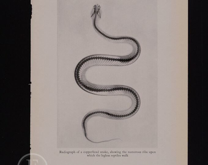 Radiograph of a Copperhead Snake, Showing the Numerous Ribs Upon Which ...