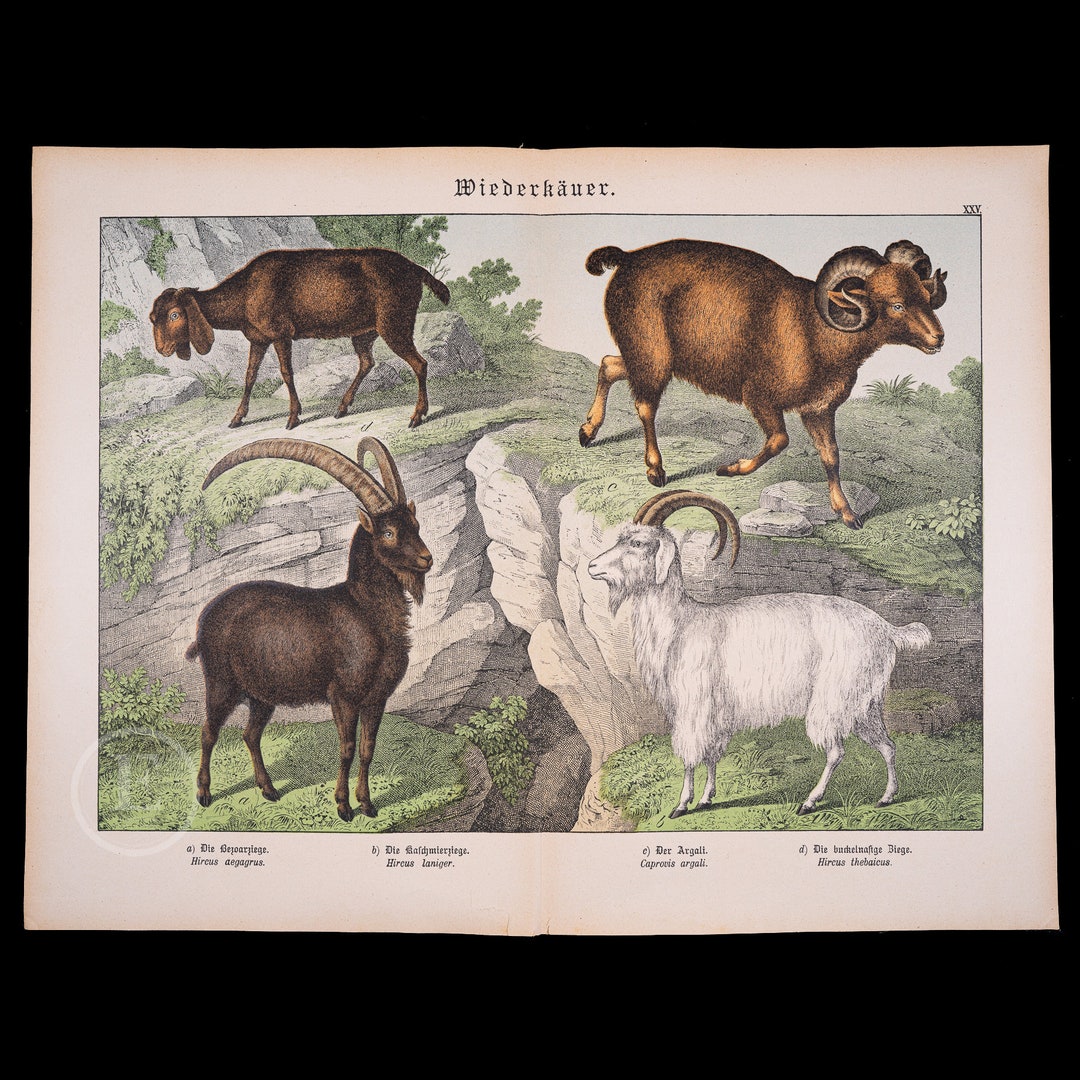 1872 Ruminants: Wild, Bezoar Goat and Argali - Original Very Rare ...