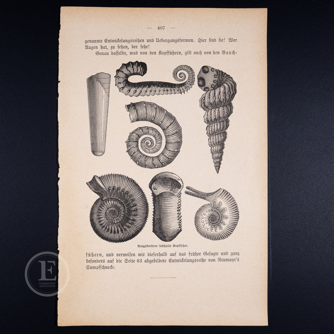 Extinct Marines Molluscs Animals - Original Black and White Lithography ...