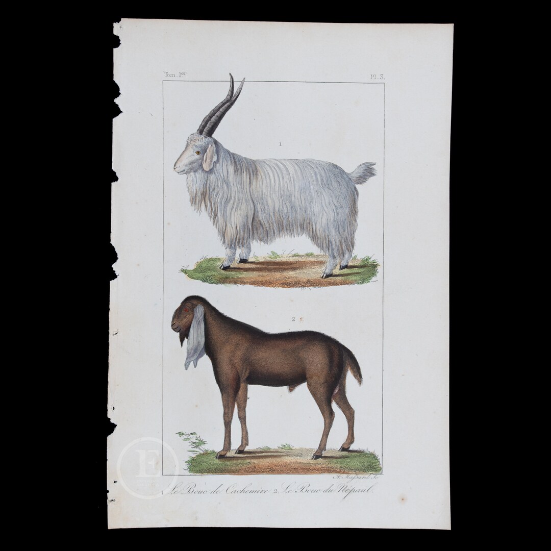 1829 GOATS: CASHMERE and NEPAL / Authentic Steel Engraving From Oeuvres ...