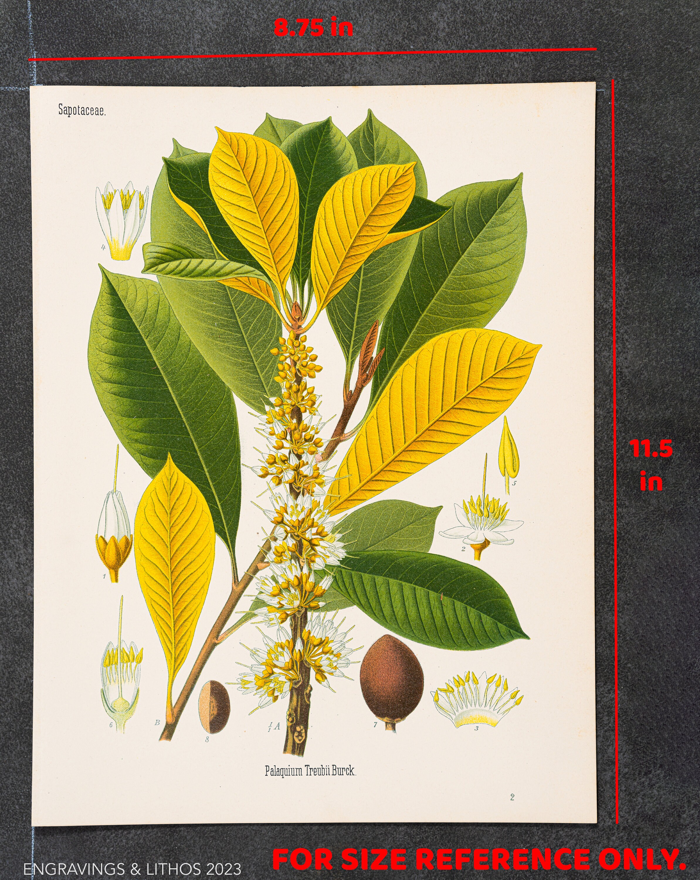 White Quebracho - Very Rare - Exquisite Original Print Out of "köhler's ...