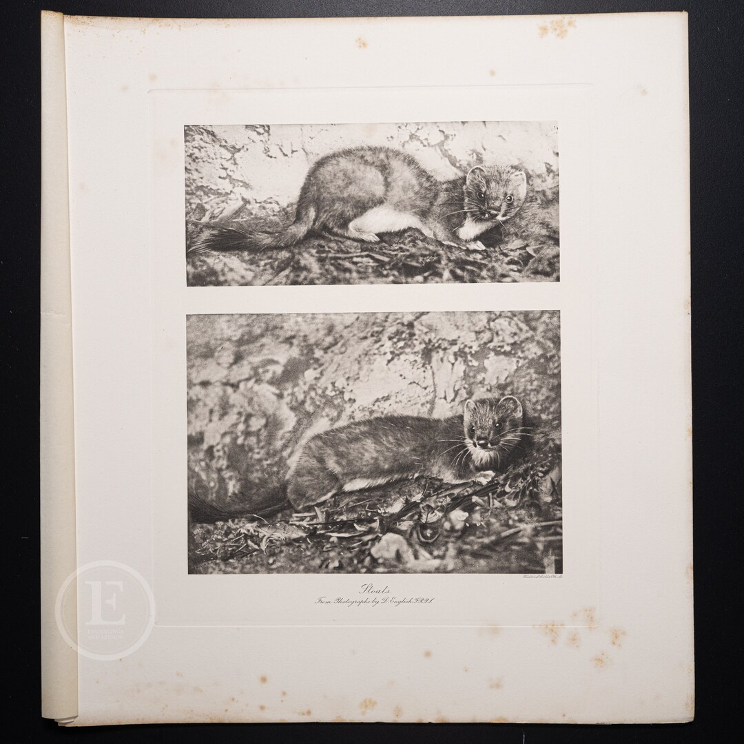 STOATS / Heliogravure Etching "the Mammals of Great Britain and Ireland ...