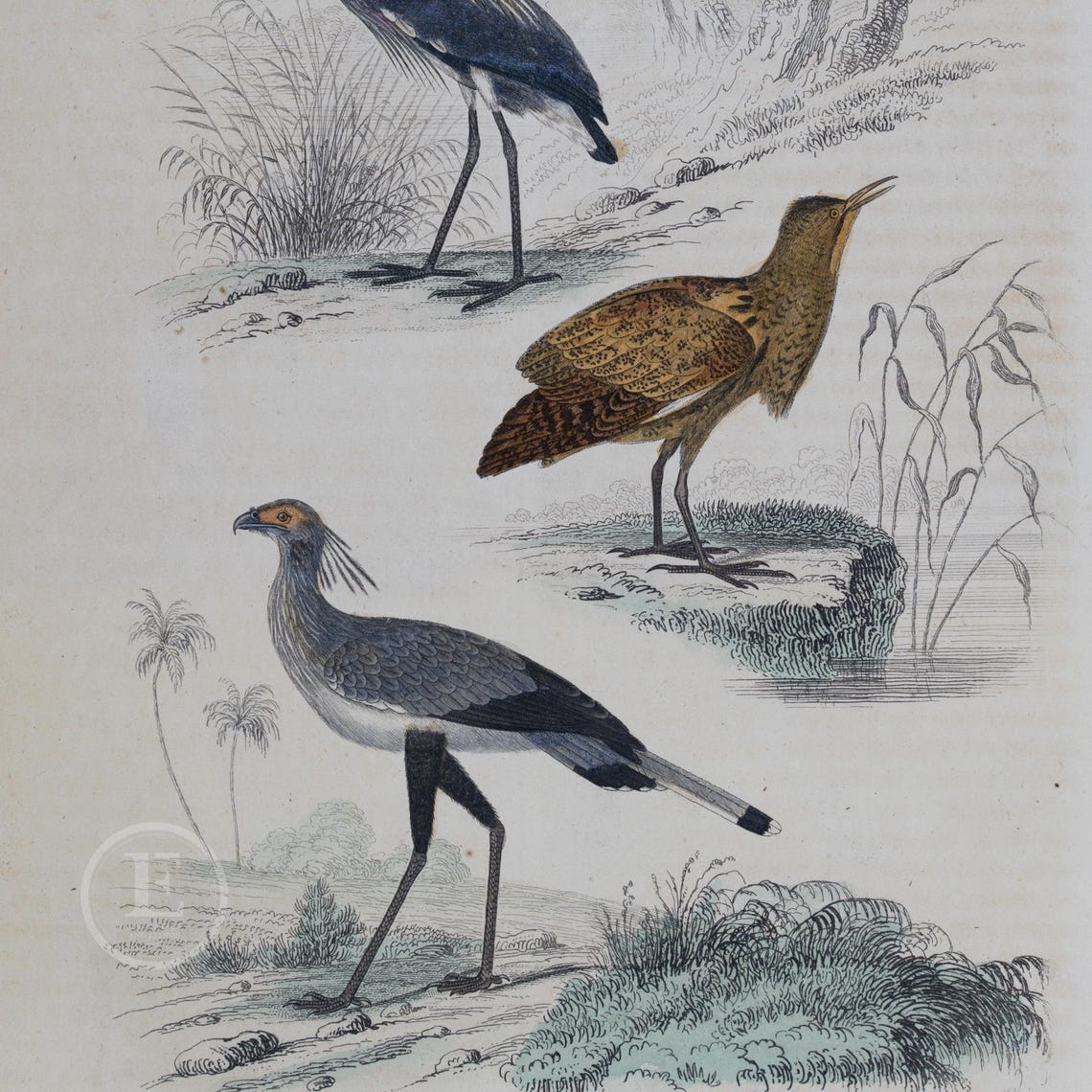 1840 HERON/ BITTERN/ SECRETARY Bird - Hand-colored Steel Engraving With ...