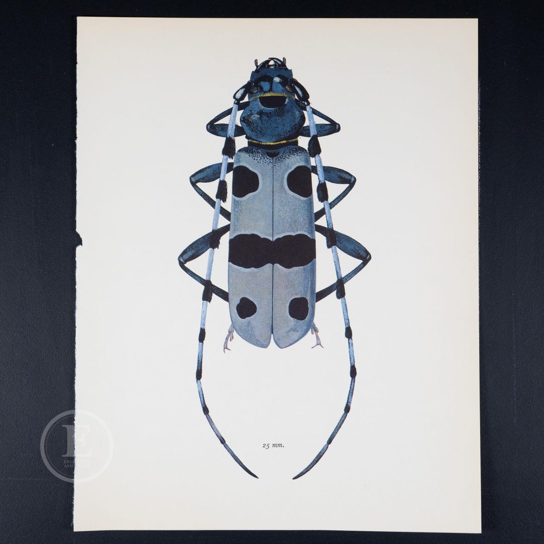 ALPINE LONGHORN BEETLE - Color Offset Vintage Lithography of Beetles ...