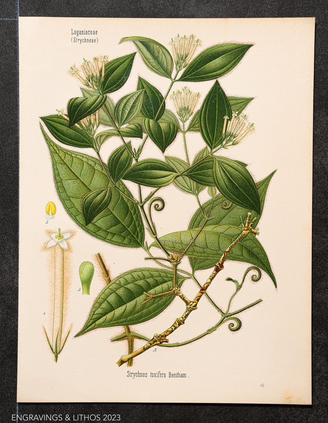 1887 Bush Rope and Devil Doer – Original Chromolithograph From Köhler’s ...