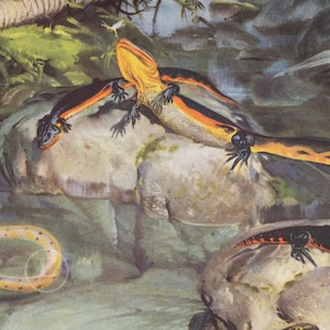 Stegocephals: Extinct Amphibians - Original Vintage Lithograph Print of ...