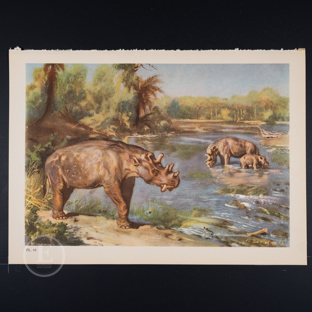 Uintathrium: Large Herbivorous Mammal From Eocene Epoch - Original ...