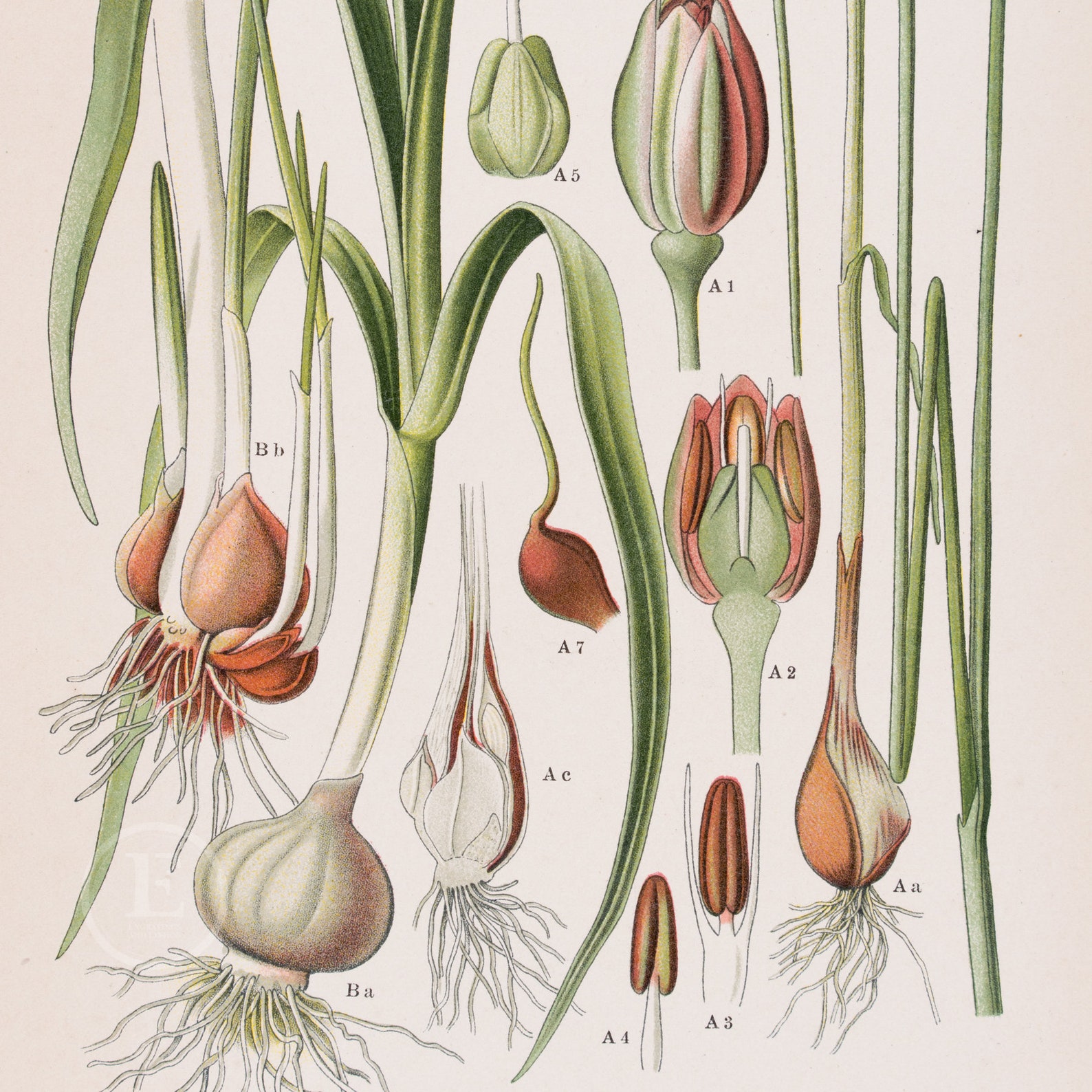 Leek and Rocambole Sand Leek - Botanical Original Antique Print ...