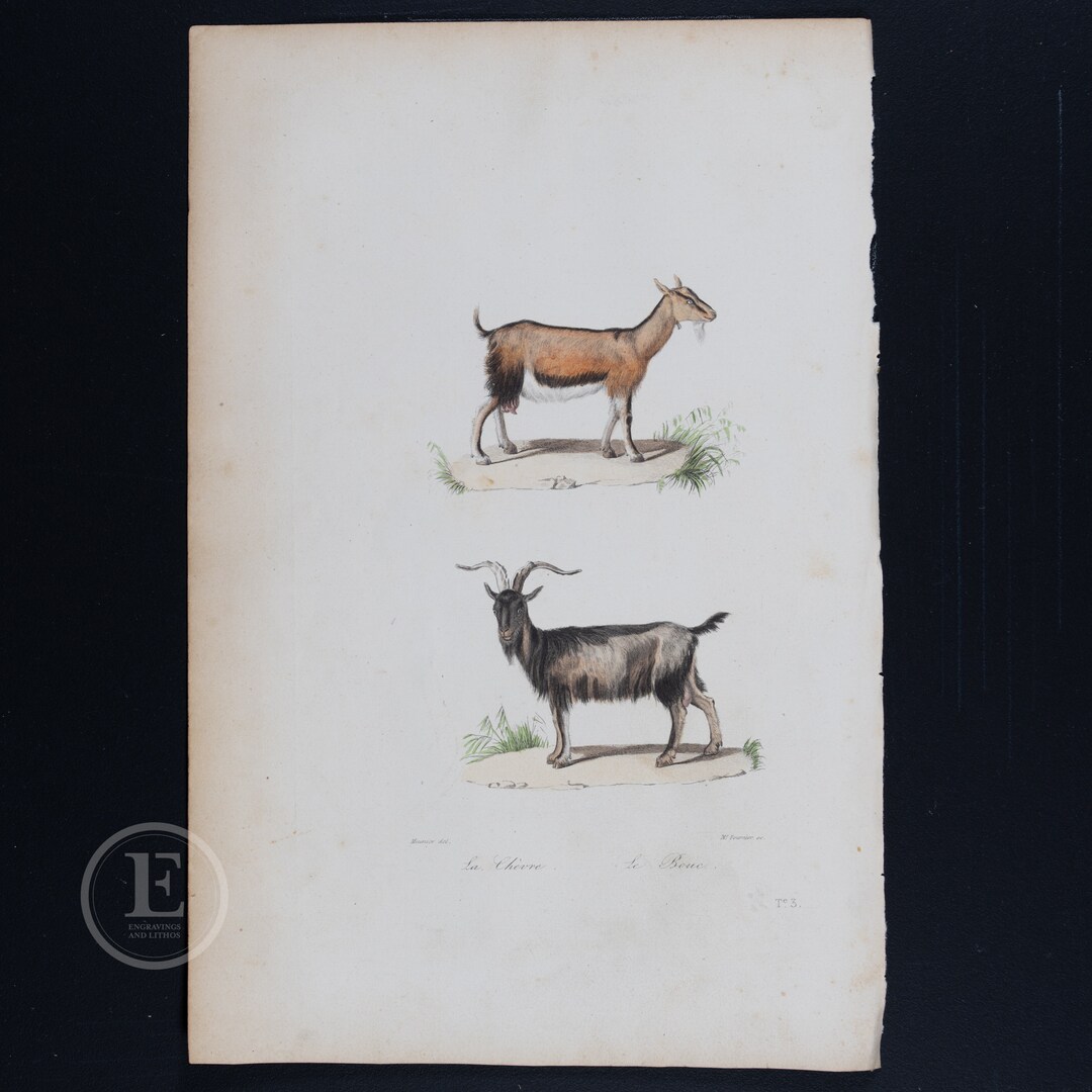 1837 GOAT and BILLY GOAT / Authentic Steel Engraving From Oeuvres ...