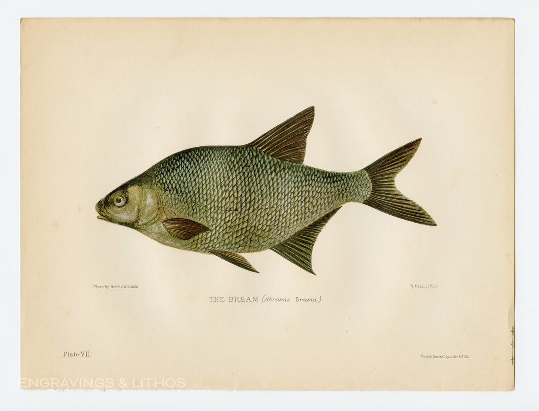 1894 Fish - Bream - Original Chromolithography From British Fresh Water ...