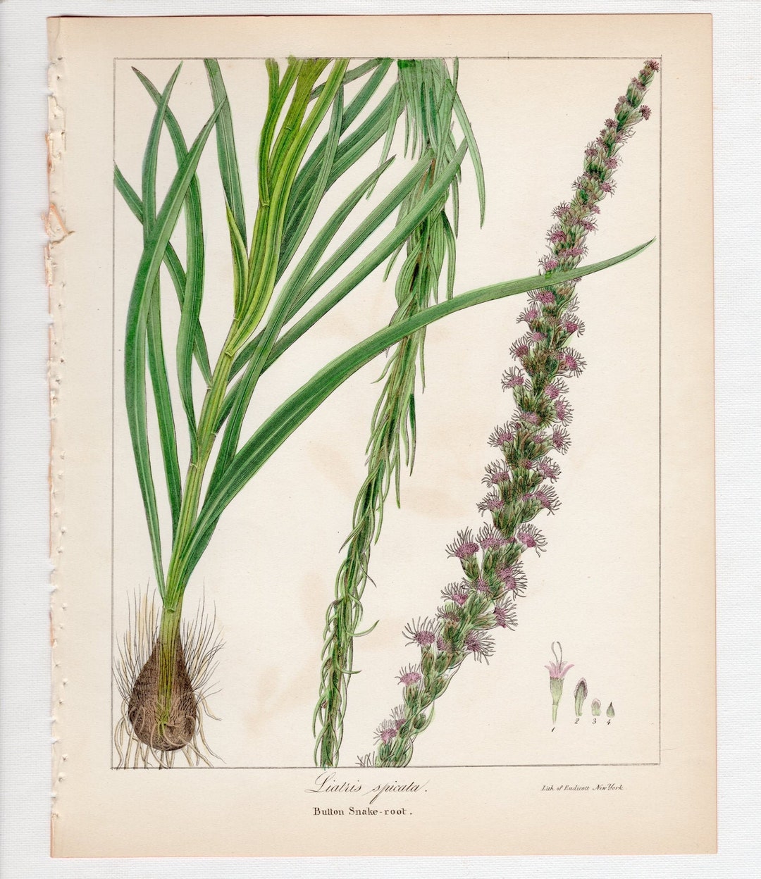 Button Snake-root- ORIGINAL PRINT Out of the Book "a Flora of the State ...