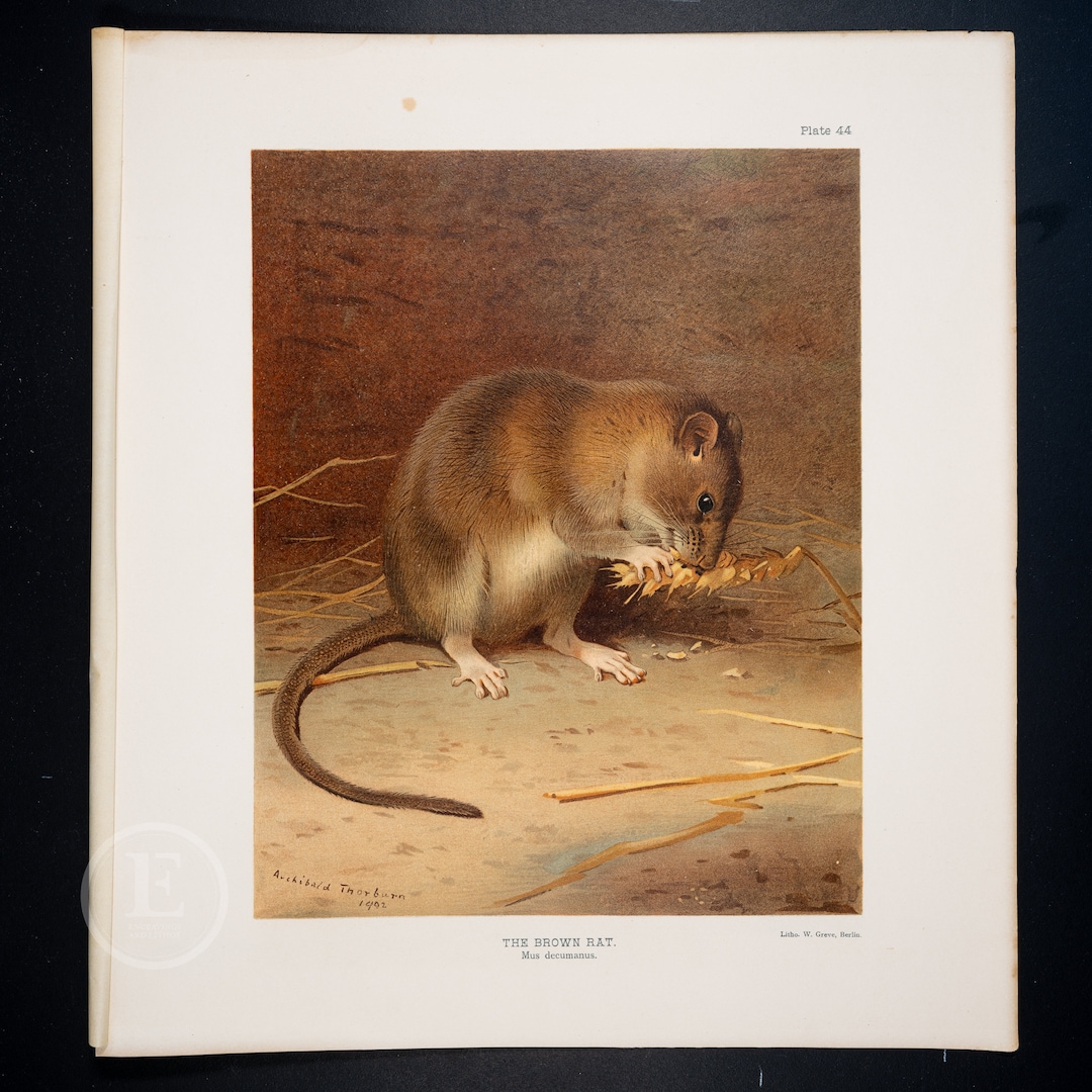 BROWN RAT / Authentic Chromolithograp Print "the Mammals of Great ...