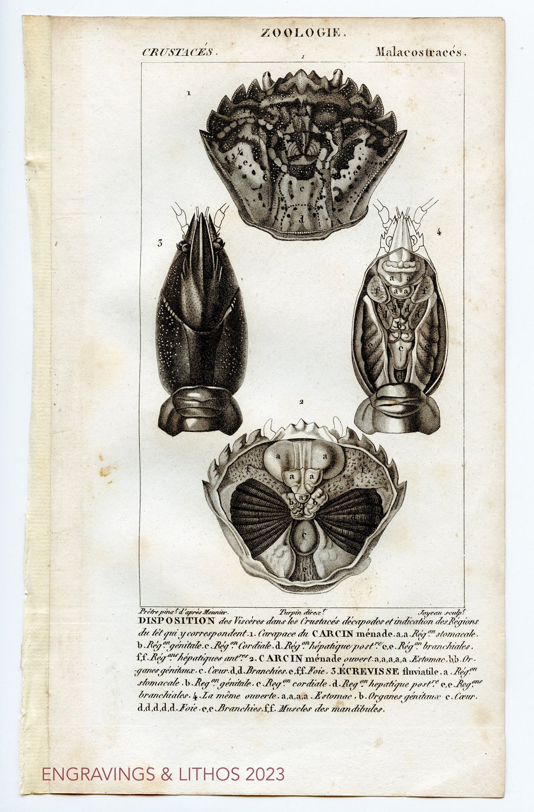 1825 - Viscera in Decapod Crustaceans and Head Regions / From a French ...