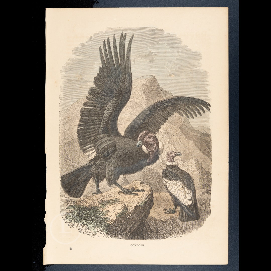 1857 Condor Bird . Bird of Prey: Original Steel Engraving HAND-COLORED ...