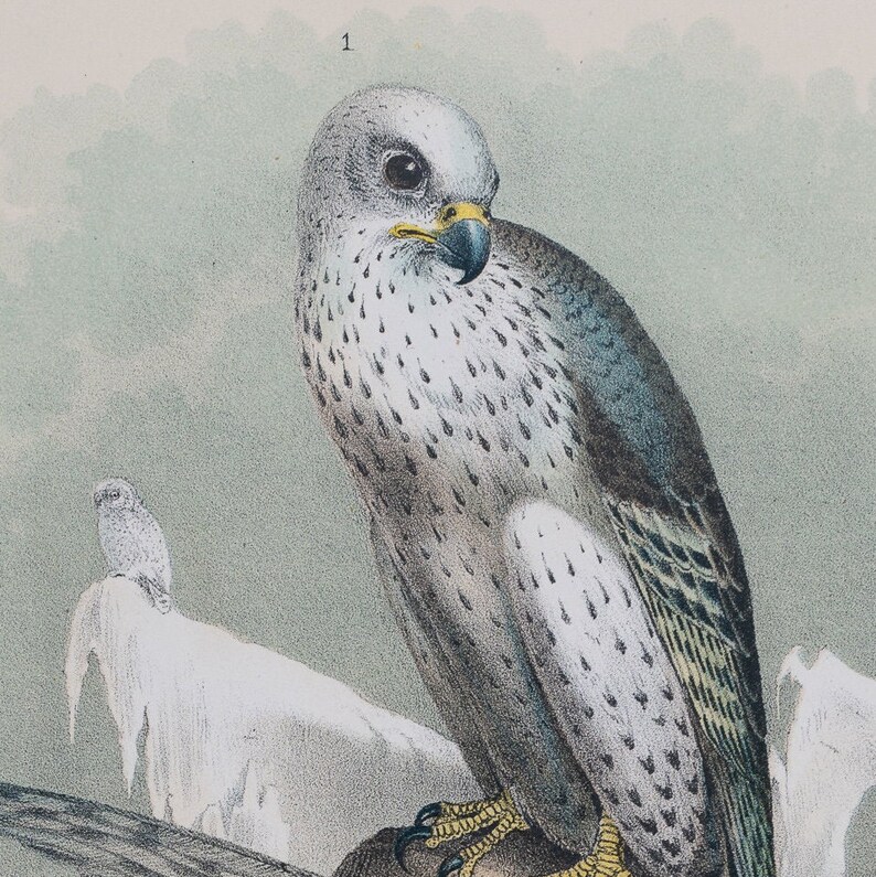1878 Gyrfalcon and Iceland Falcon . Original Print Chromolithograph ...