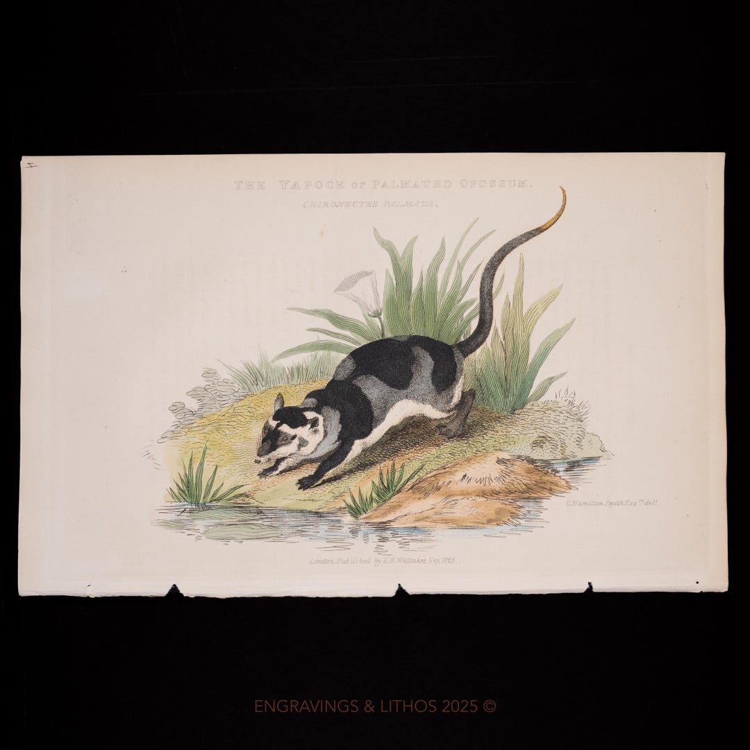 1827 Yapock or Water Opossum (wildlife Illustration), Hand-colored ...