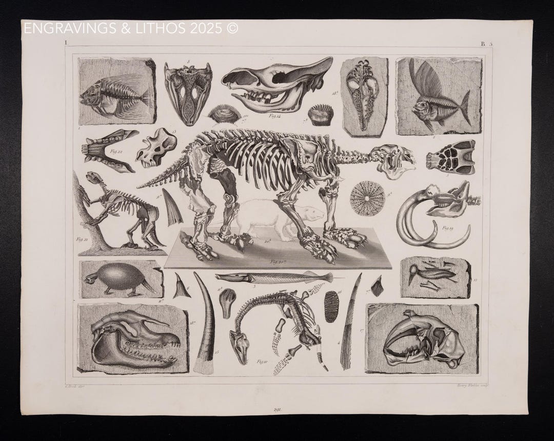1849 FOSSIL SKELETON & FOSSILIZED Animals – Antique Engraving ...