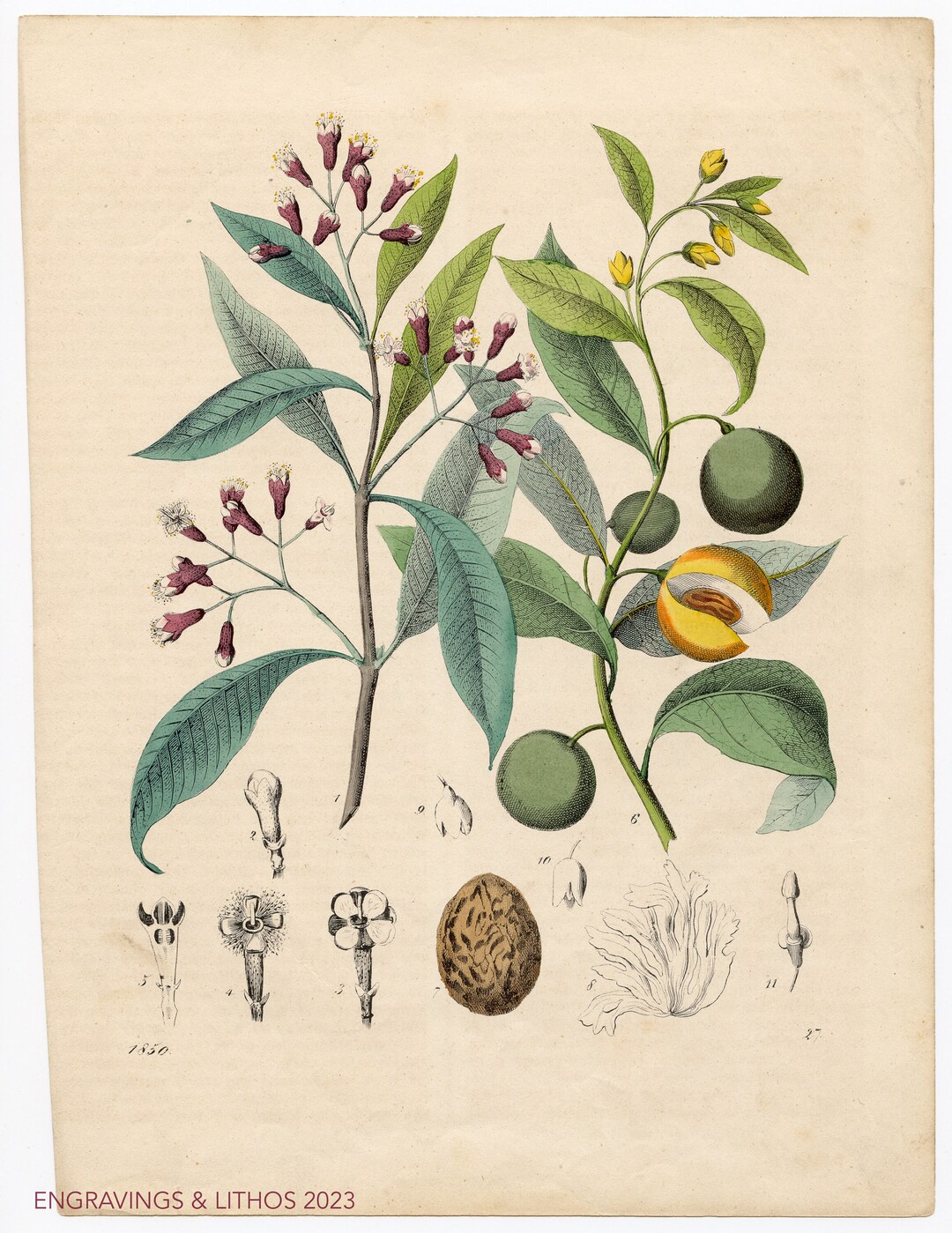 1850 Clove and Nutmeg - Very Rare Plate From "book of the World" - Hand ...