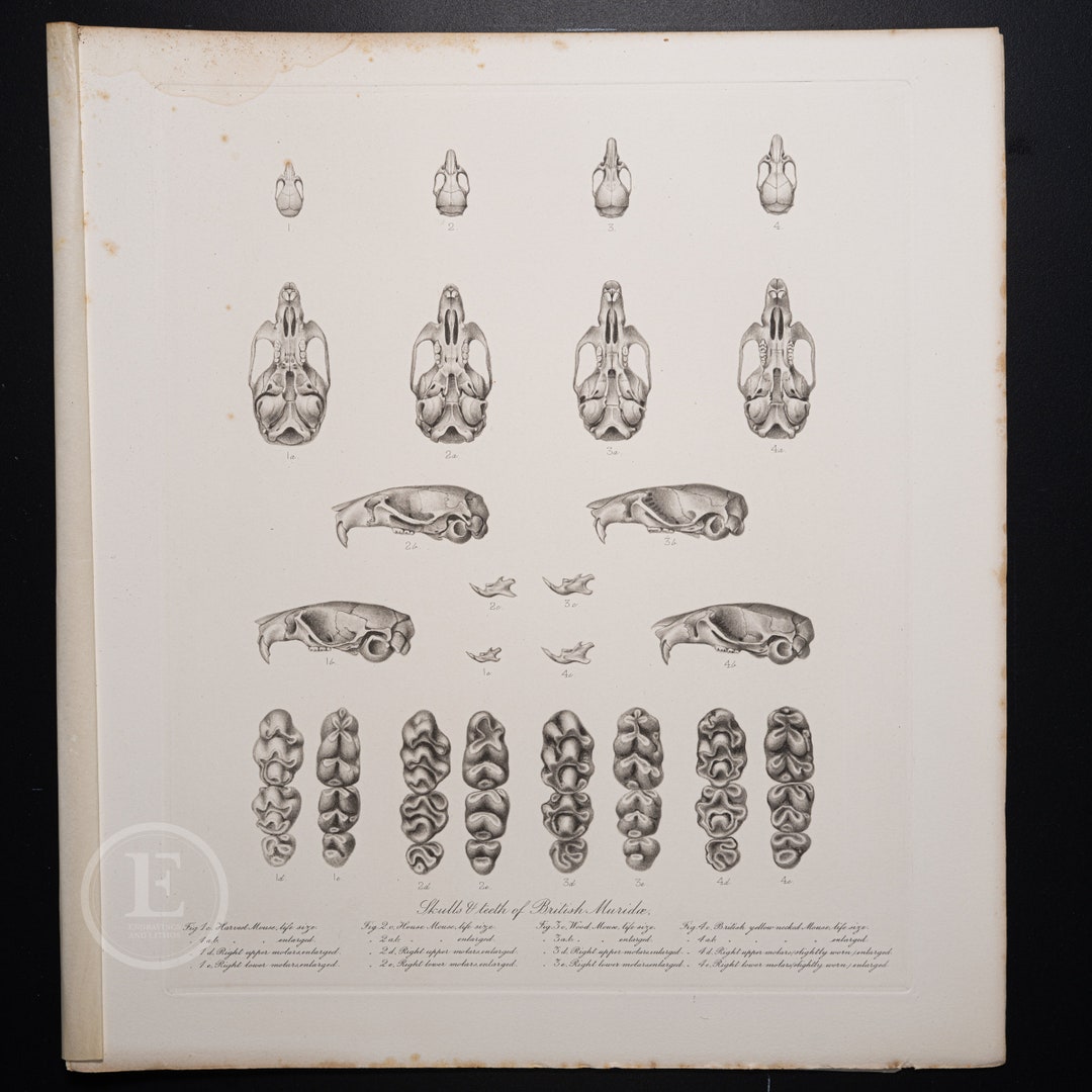 SKULLS and TEETHS of British Mice / Heliogravure Etching the Mammals of ...