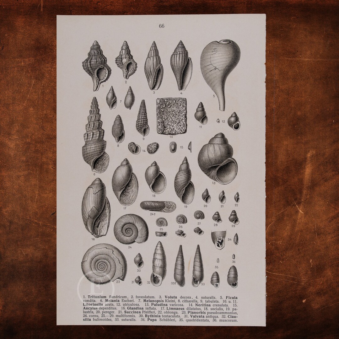 SHELLS and SNAILS FOSSILS: Triton, Volute, Melanopsis, Nerite, Ancylus ...