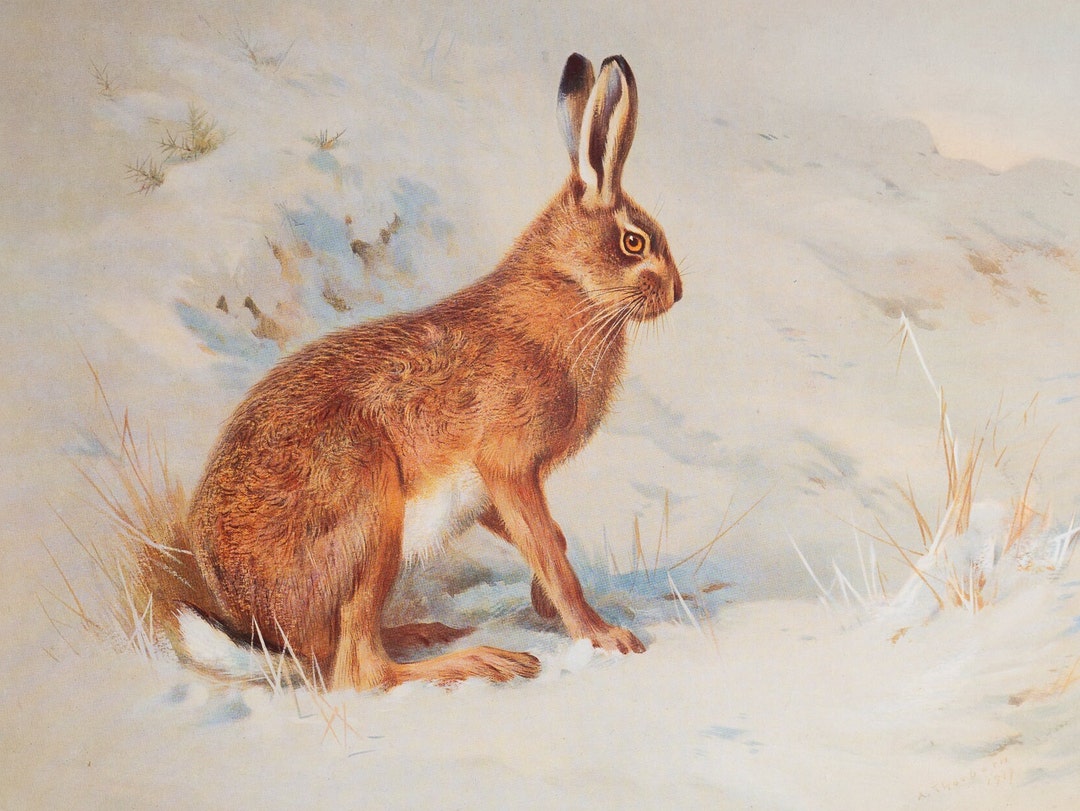 Common Hare - Vintage Print From the Book "british Mammals" A ...