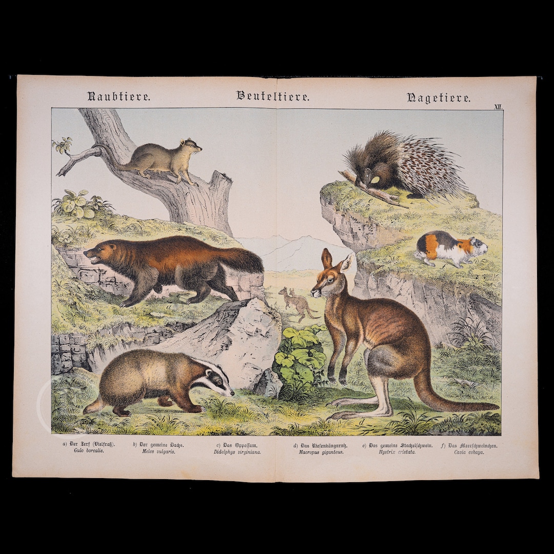1872 Wolverine, Badger, Opossum, Kangaroo, Guinea Pig,porcupine ...