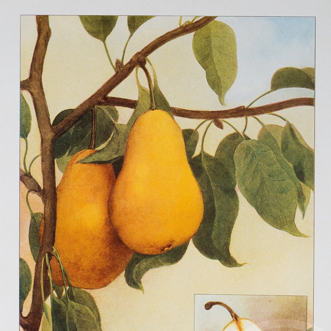 Bartlett Pears - Original Vintage Color Lithography 1911 - Etsy