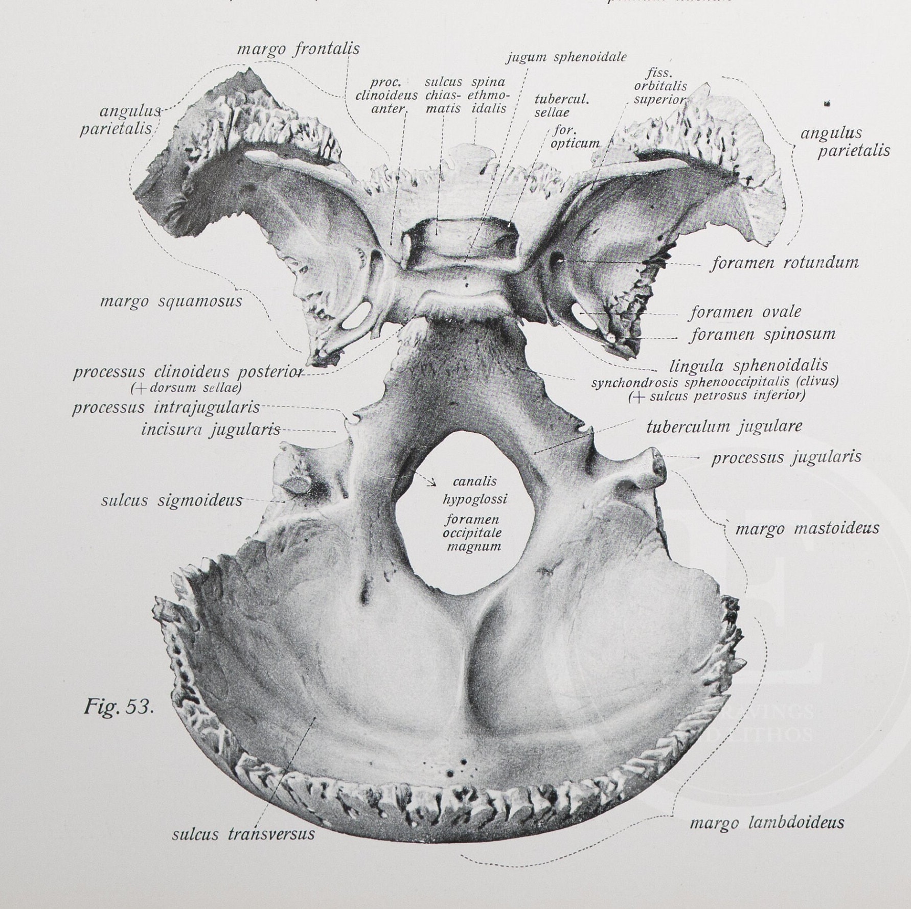 Sphenoid Bone Anatomy Superior View