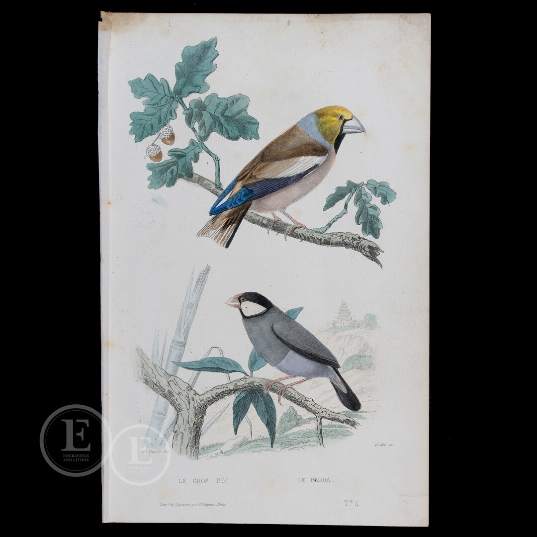 1845 GROSBEAK and JAVA SPARROW - Authentic Steel Engraving and Hand ...