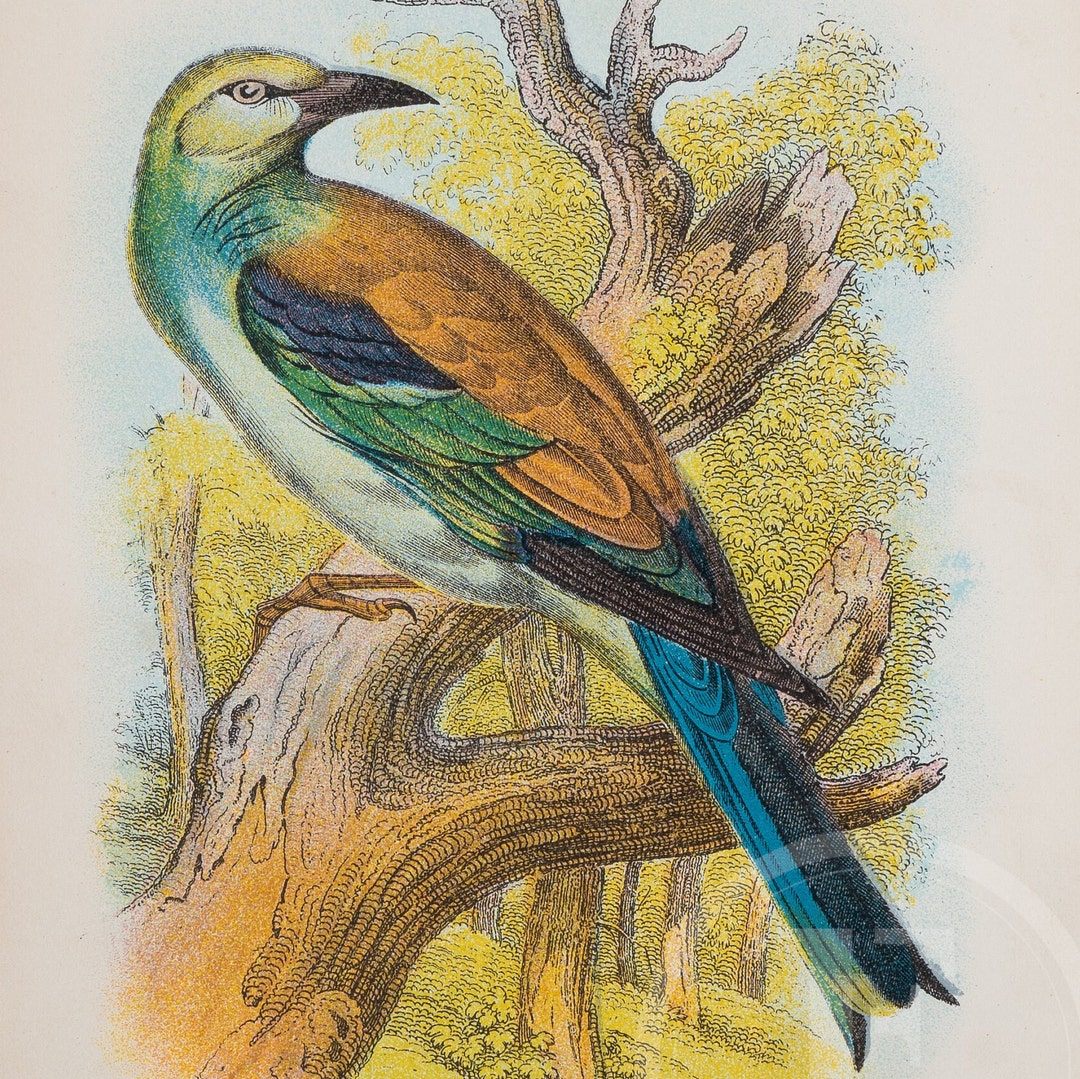 Roller - Original Color Lithography From "a Hand-book to the Birds of ...