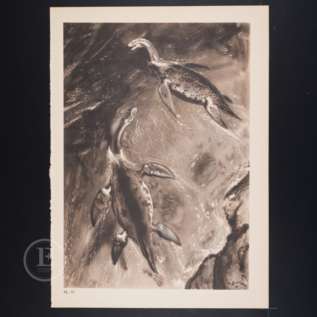 Cryptoclidus: Plesiosaur From the Middle Jurassic Period - Vintage ...