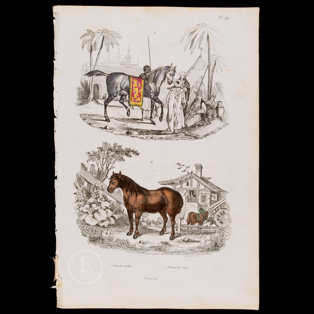 1837 Arabian Horse and Draft Horse – Original 1837 Botanical Engraving ...