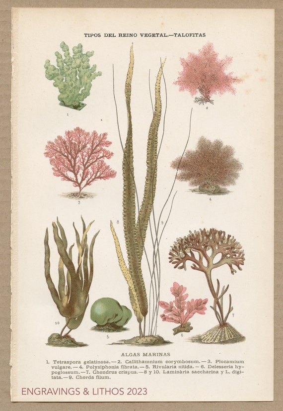 Names Of Sea Plants