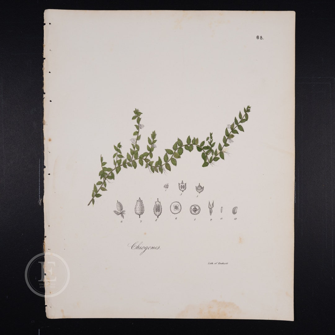 Lith of Endicott- ORIGINAL PRINT Out of the Book "a Flora of the State ...
