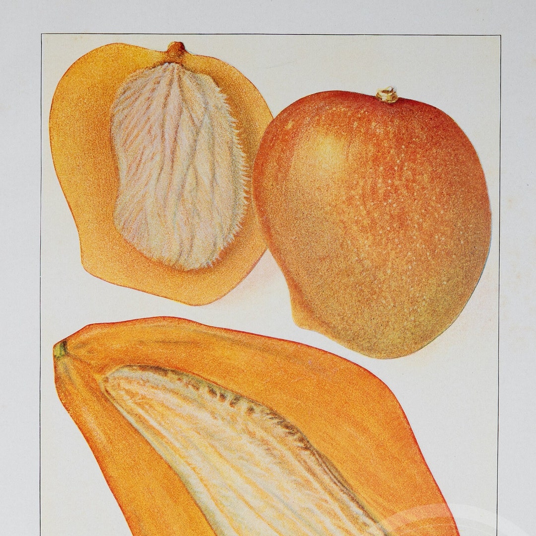 Two Types of Mangoes - Original Vintage Color Lithography 1911 - Etsy