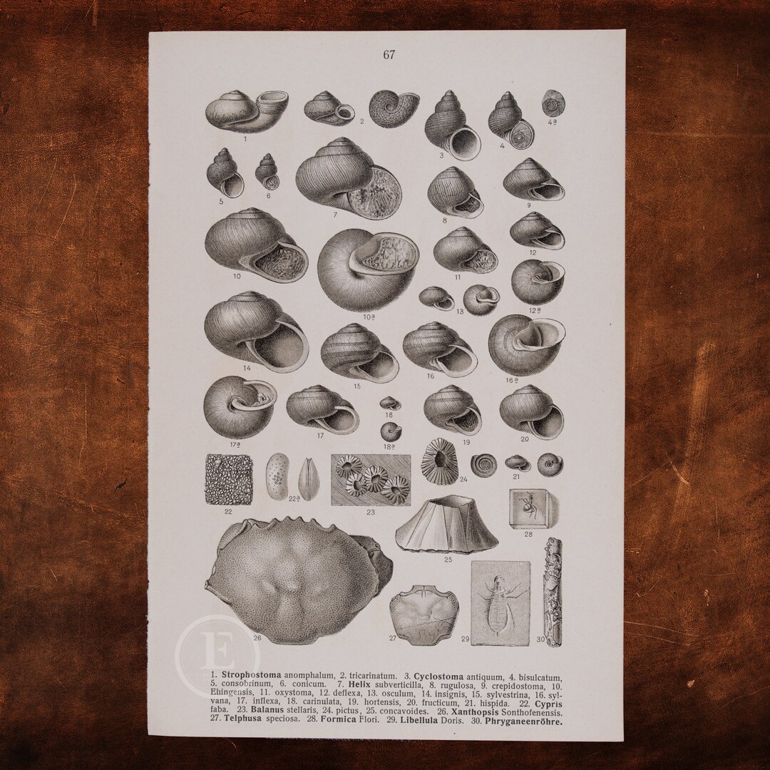 SHELLS and CREATURES FOSSILS: Twist Shell, Cyclostoma, Snails, Bivalve ...