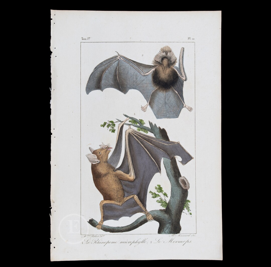 1829 Bat Print, Ghost-face and Horseshoe Bats (hand Colored Engraving ...