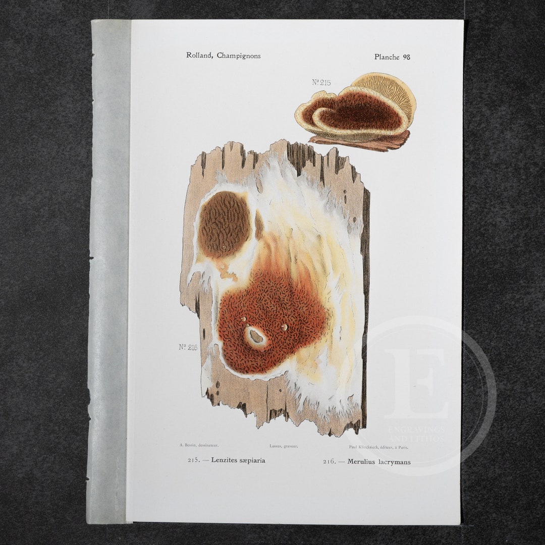 Whole Plant Corky, Dry Rot Fungus Serpula - Original Vintage Color ...