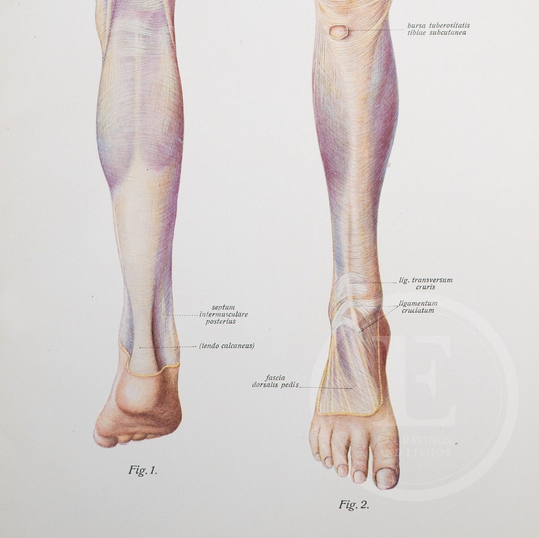 Human Leg - Lower Extremities - Human Anatomy - Descriptive Anatomy ...