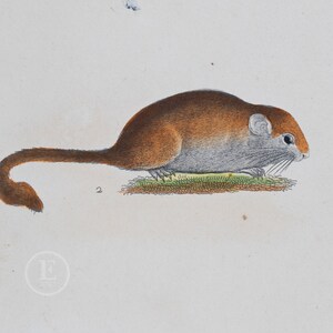 Canadian Mole, Hazel Dormouse and Marmot / Authentic Steel Engraving ...