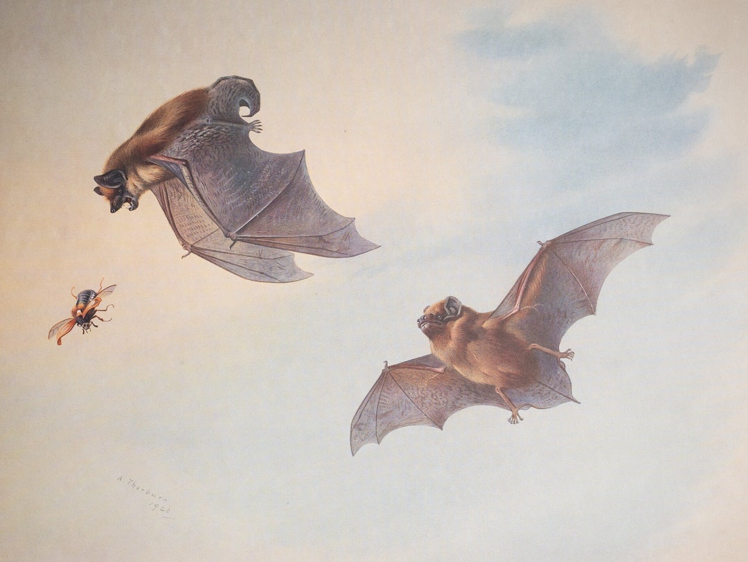 Serotine and Leisler's Bat - Vintage Print From the Book "british ...