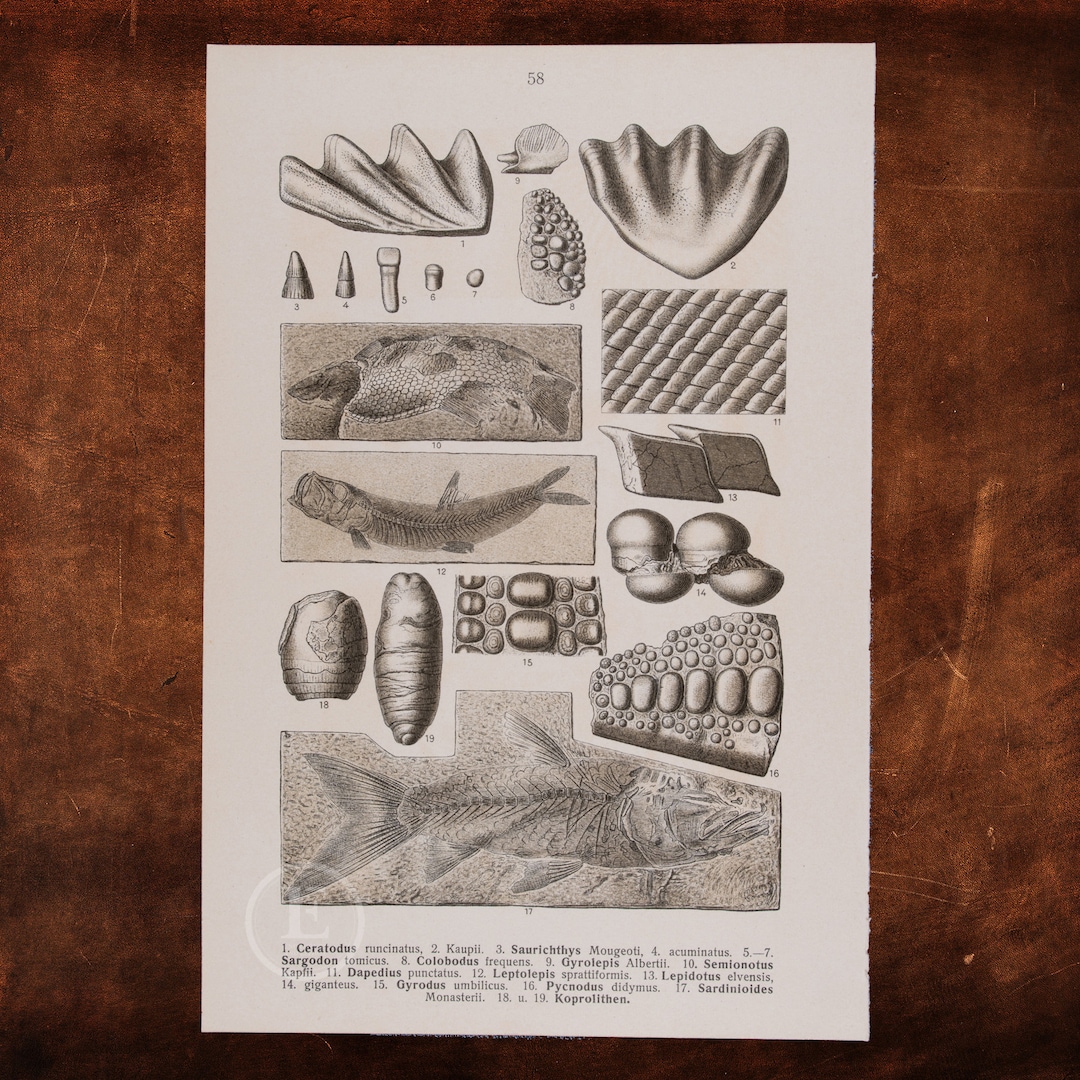 Ancient Fossils Aquatic Life: Sawfin, Sargodon, Colobodus, Gyrolepis ...
