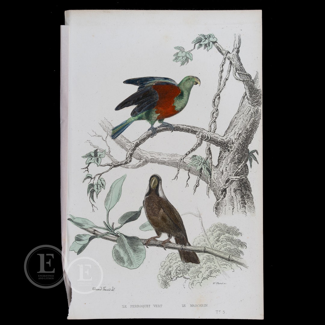 1845 GREEN PARROT and MASCARIN / Authentic Steel Engraving and Hand ...
