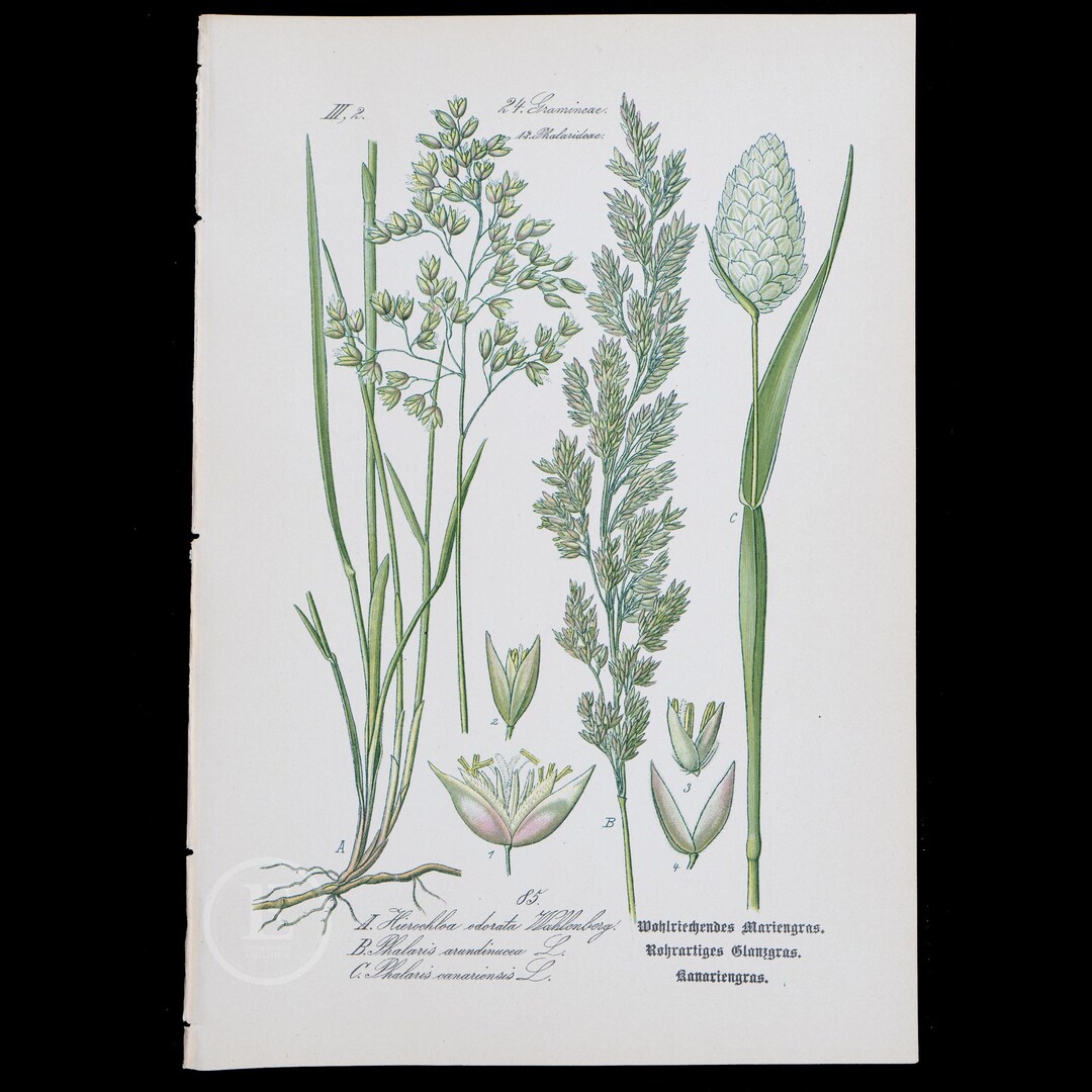 1886 GRASS: Sweet, Reed Canary and Canary Grass - Original From Flora ...