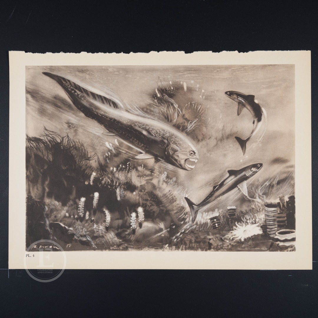 Dinichthys and Cladoselache Sea Animals - Original Vintage Lithograph ...