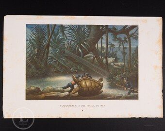 1866 Sea Anemones Rare Antique Marine Print . Original Antique Print ...