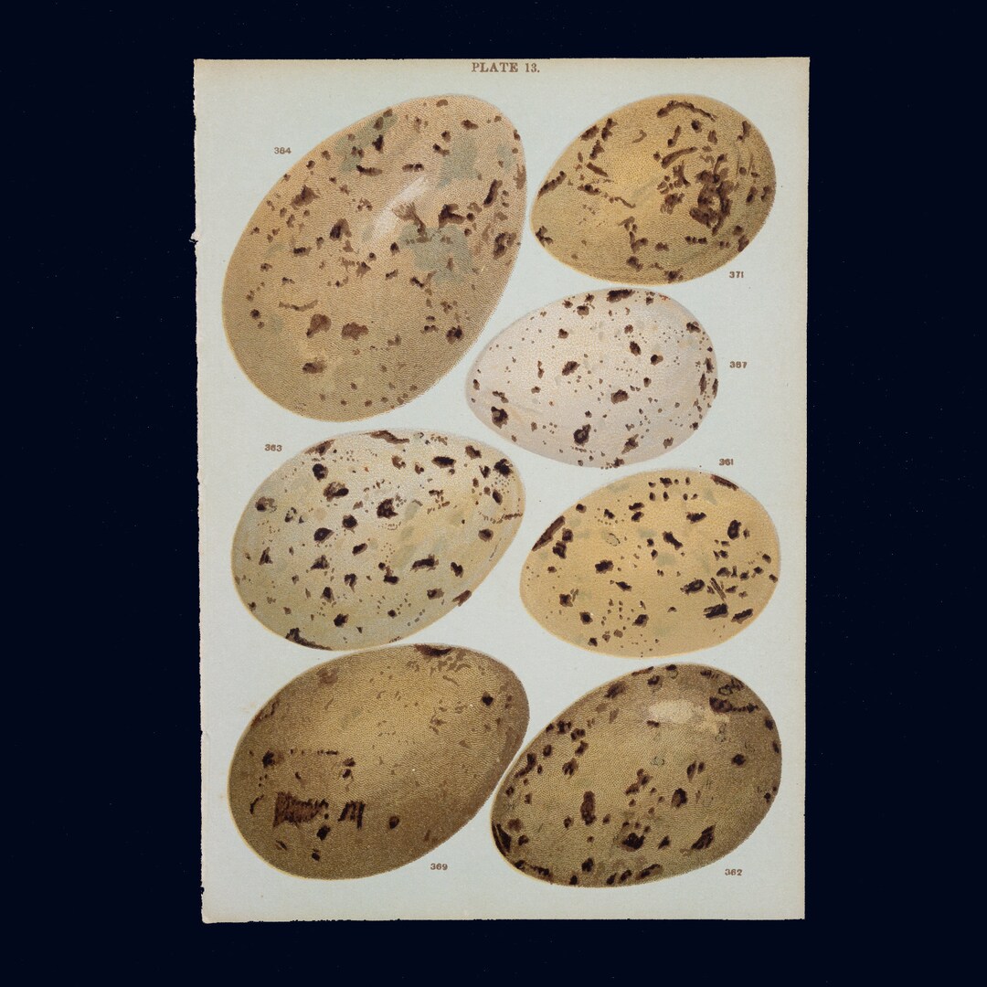 Different Kinds of Bird Eggs - Antique Chromolithograph Published C1900 ...