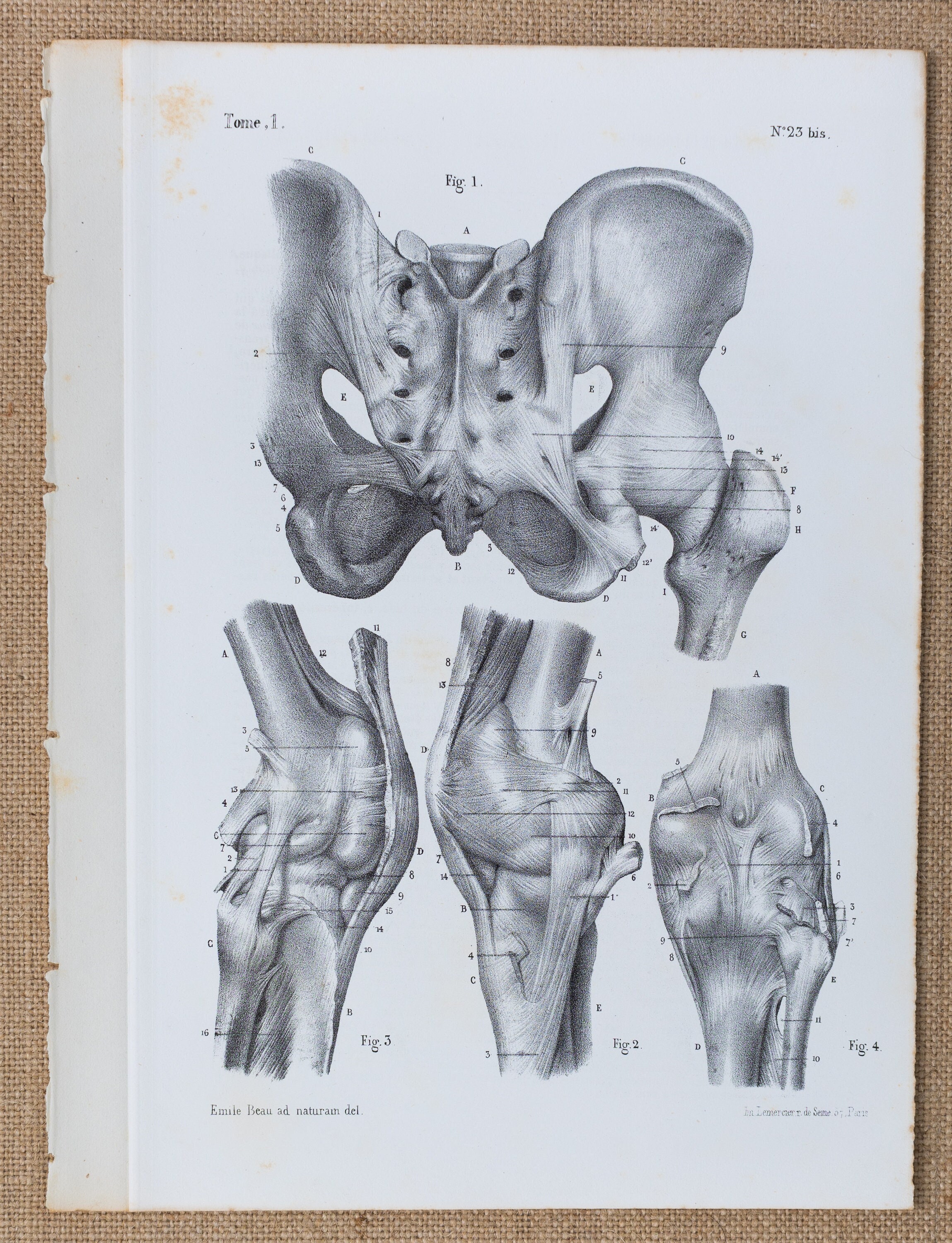 Knee Joints RARE ORIGINAL PRINT From Atlas D'anatomie - Etsy